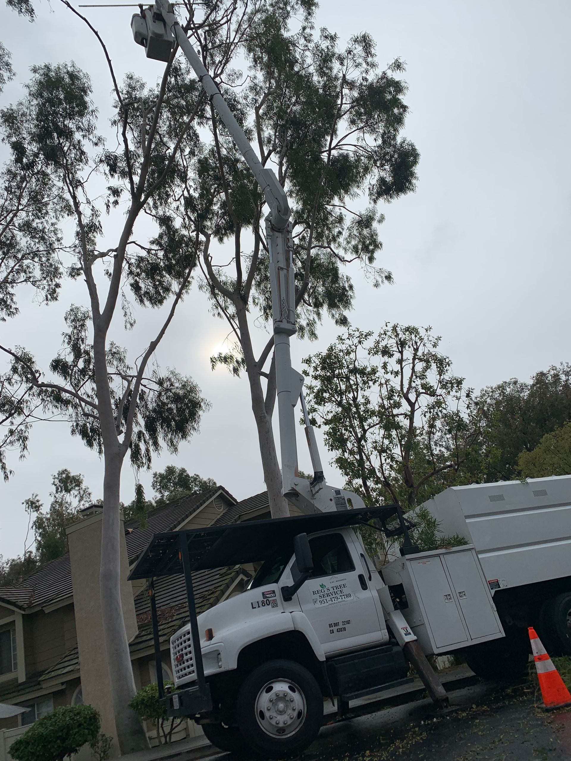 Completed Tree Services Projects | Reg's Tree Service