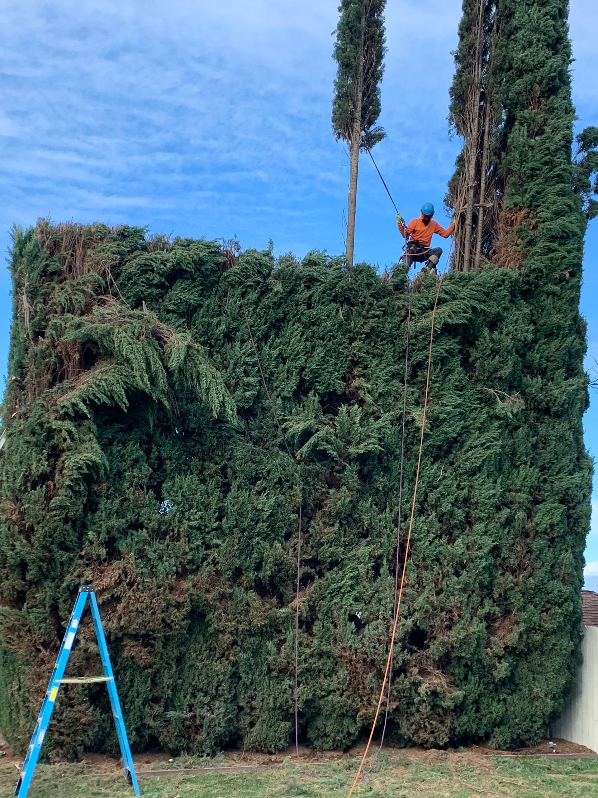 Completed Tree Services Projects | Reg's Tree Service