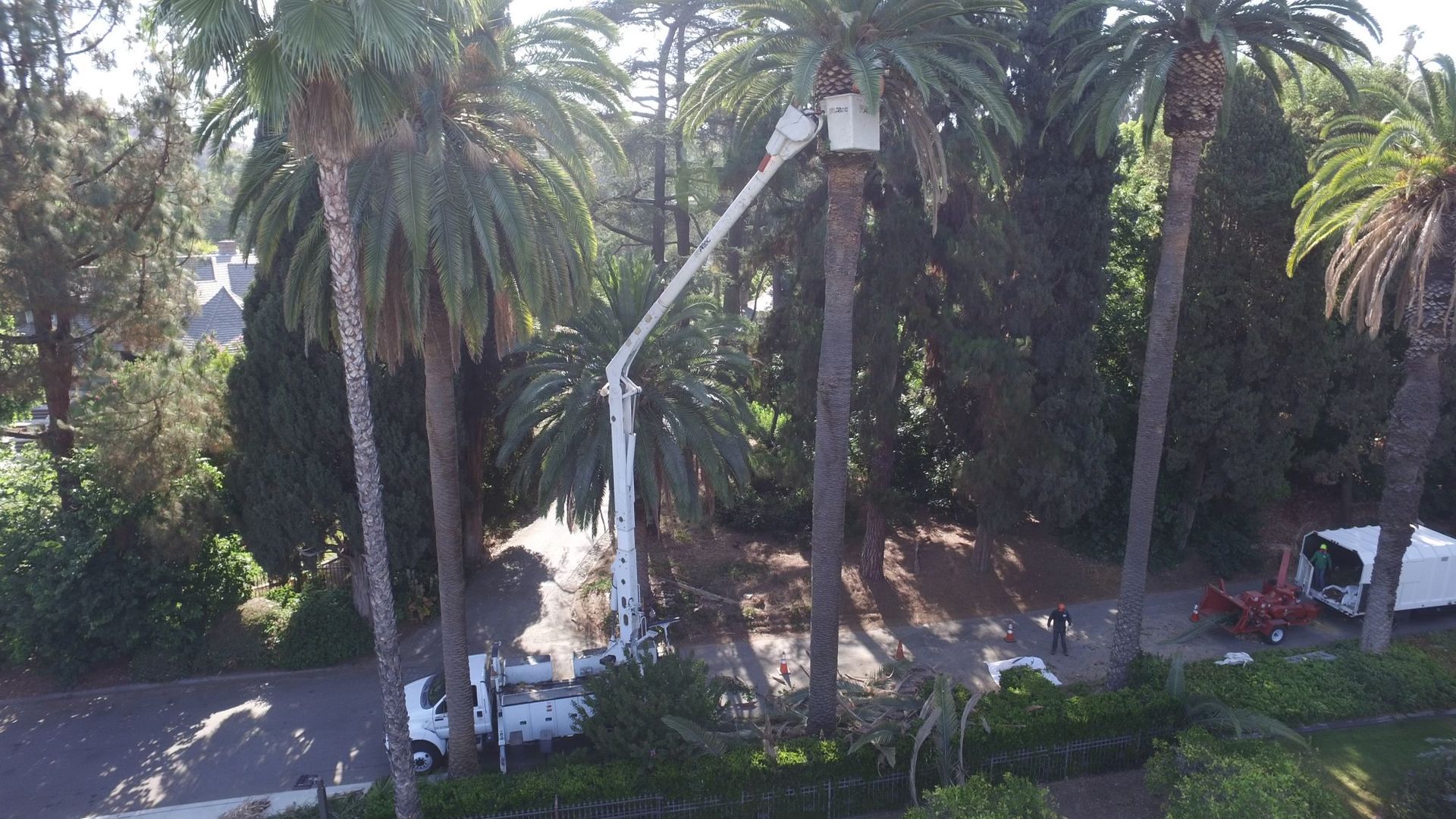 Completed Tree Services Projects | Reg's Tree Service