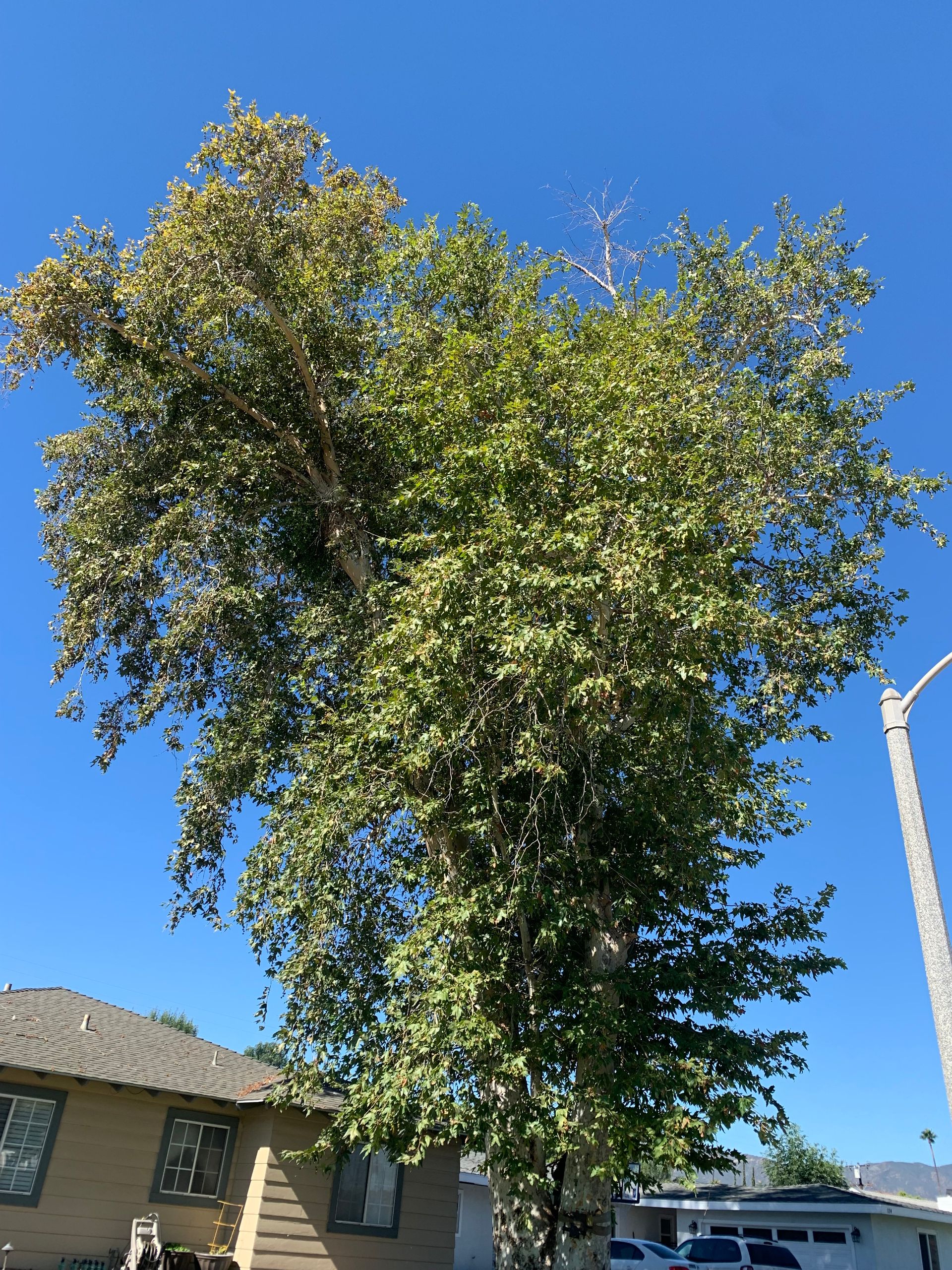 Completed Tree Services Projects | Reg's Tree Service