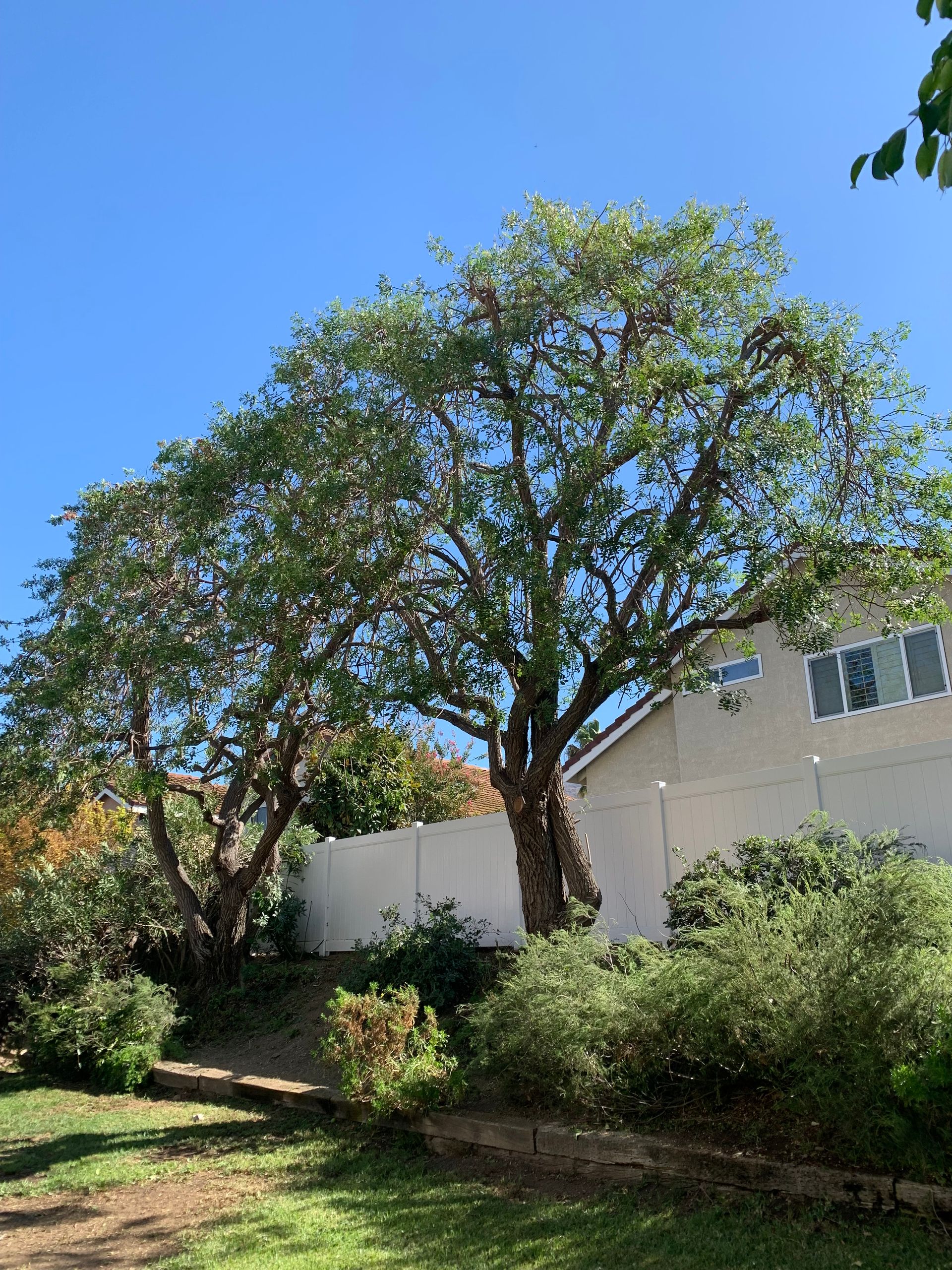 Completed Tree Services Projects | Reg's Tree Service