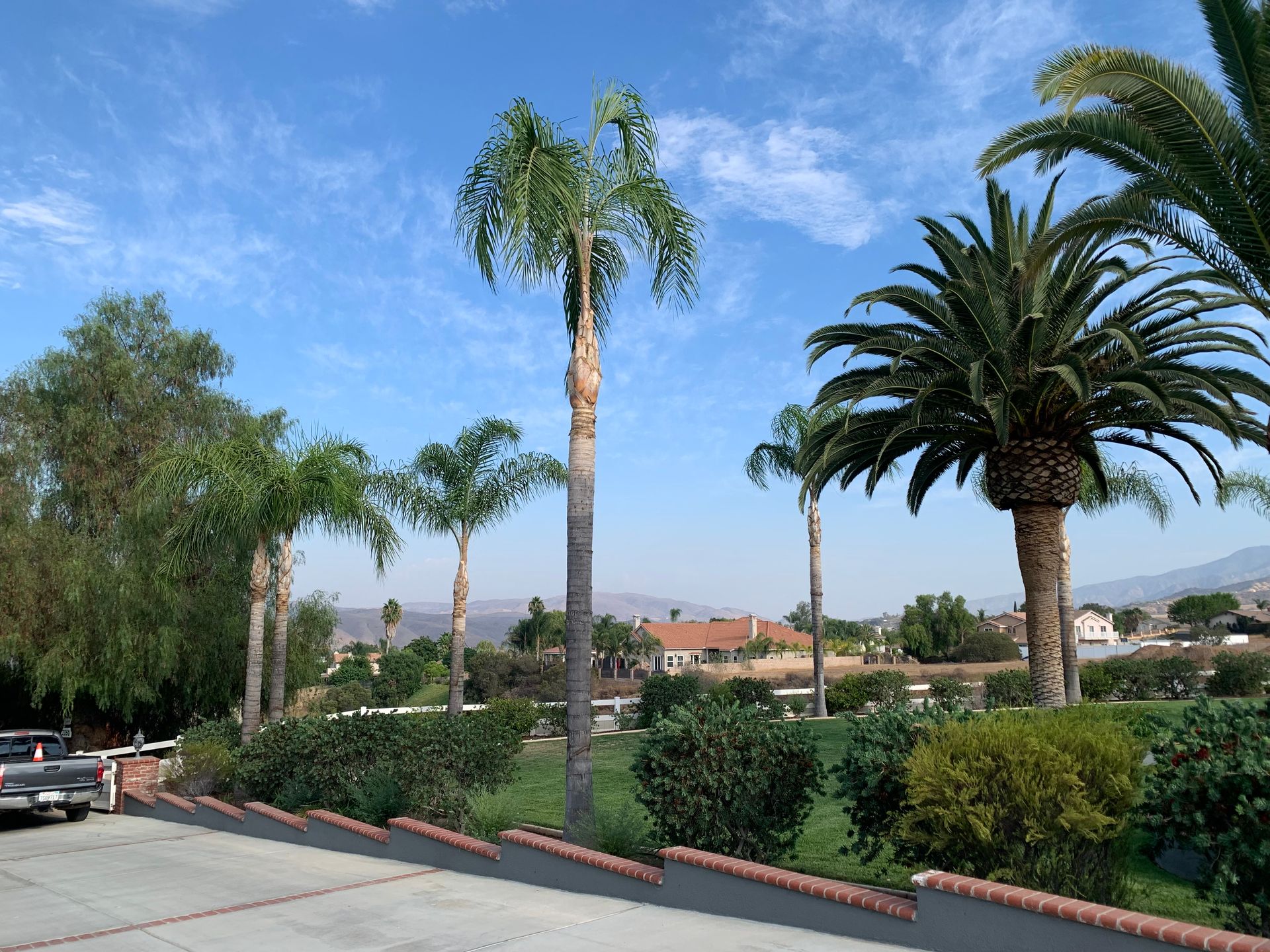 Completed Tree Services Projects | Reg's Tree Service