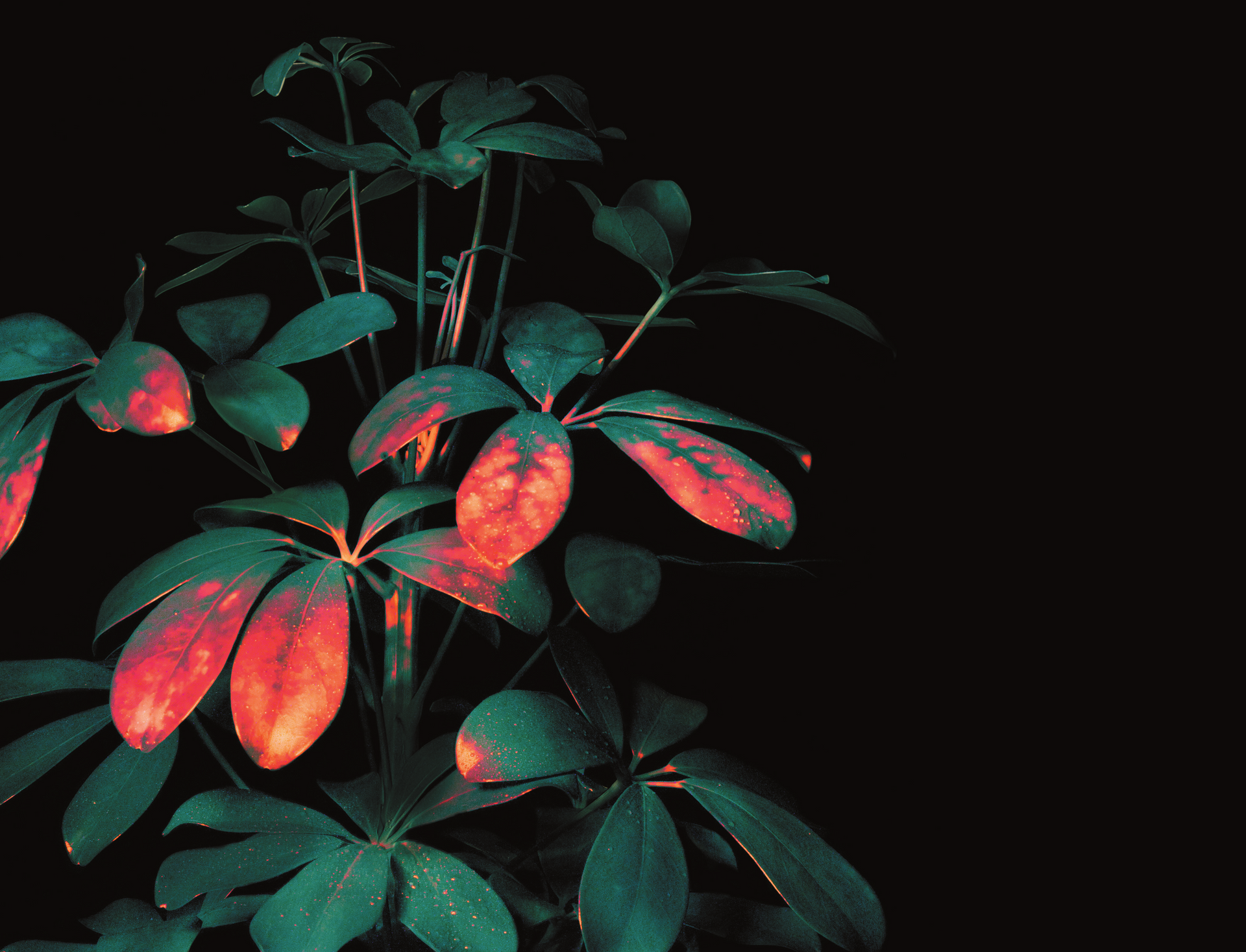 Introduction to Chlorophyll Fluorescence