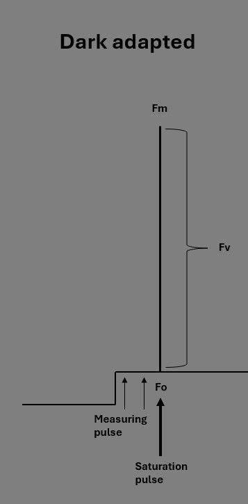 Chlorophyll Fluorescence measuring methods: PAM fluorometry