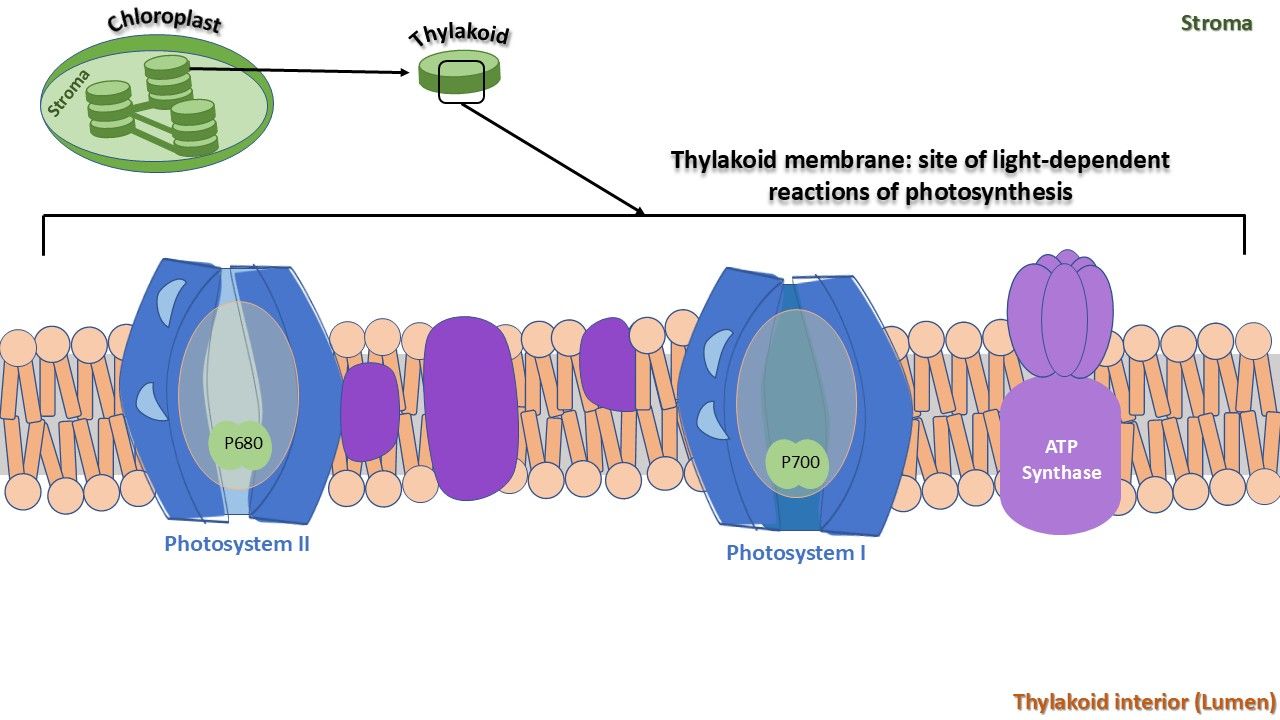 Introduction to Chlorophyll Fluorescence