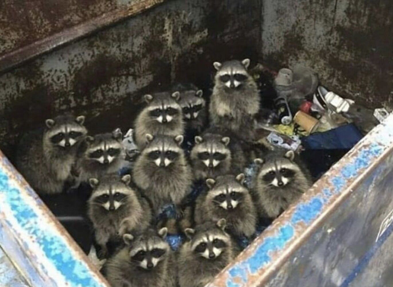 How Wildlife Interacts with Dumpsters