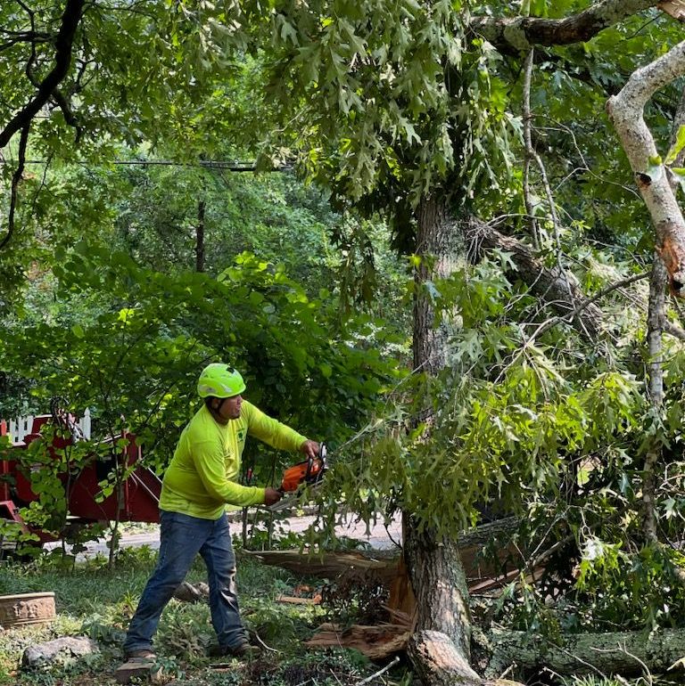 Expert Tree Services | Atlanta, GA | Teran Tree Experts