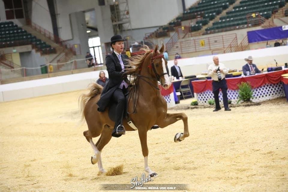 ASB Horses for Sale in North Carolina • West Wind Stables • Statesville NC