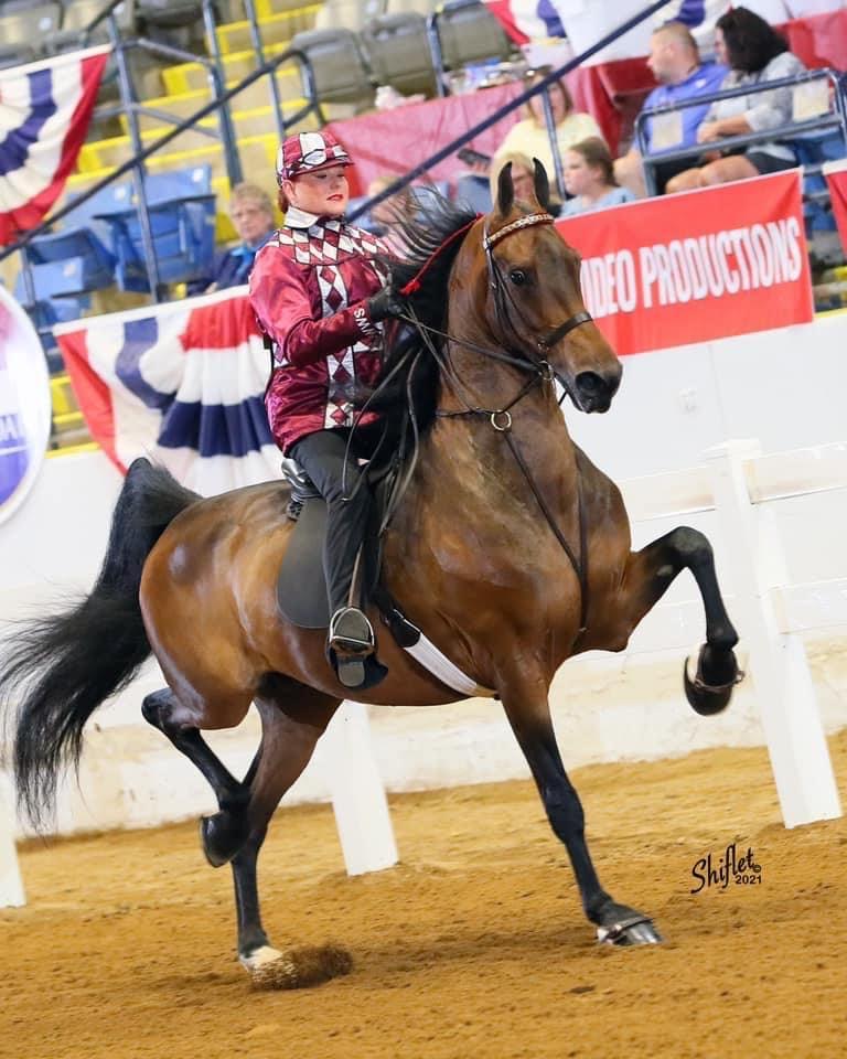 ASB Horses for Sale in North Carolina • West Wind Stables • Statesville NC