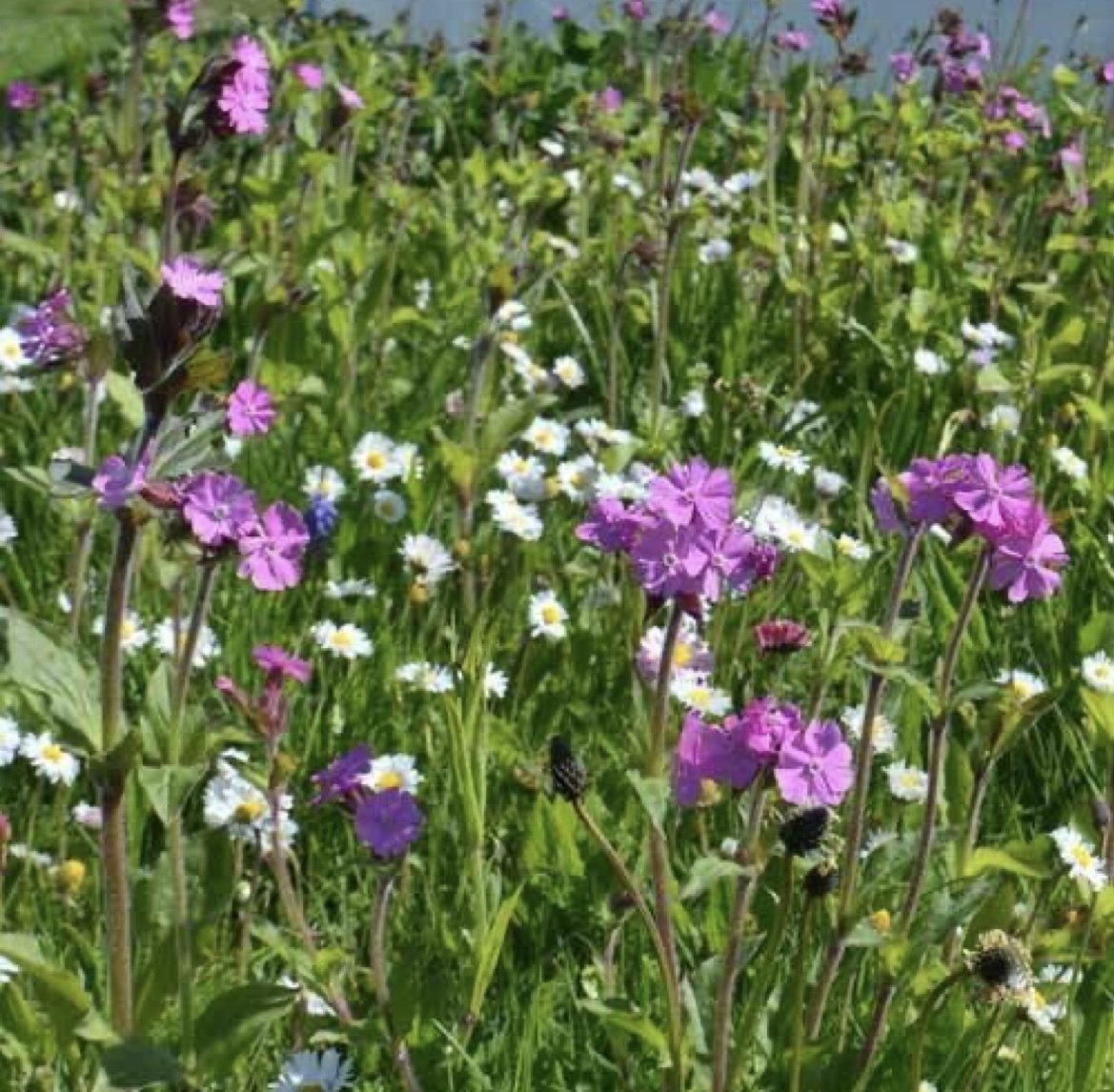 Turf and Soil Supplies | Greenmoor Turf & Topsoil Suppliers