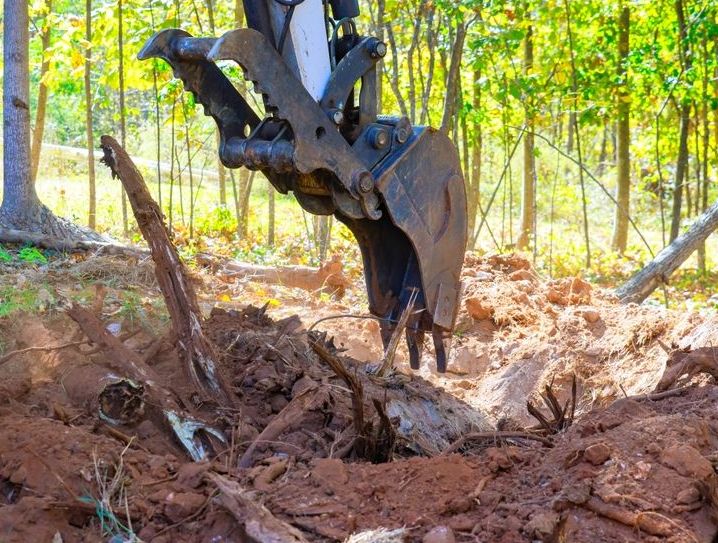 Tree Stump Removal Sunshine Coast | All Australian Tree & Palm Services