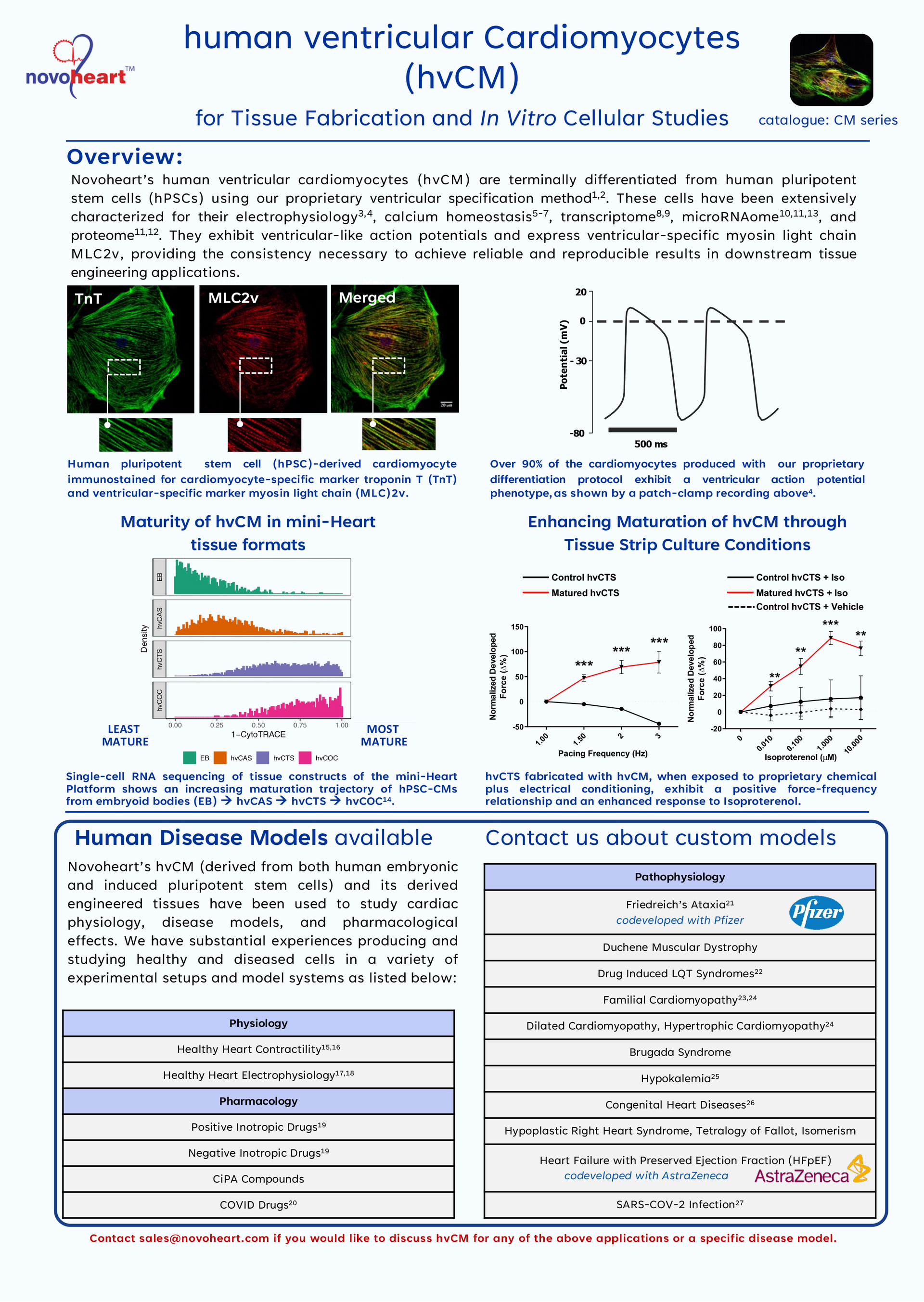 Human Ventricular Cardiomyocytes (hvCM) | Novoheart