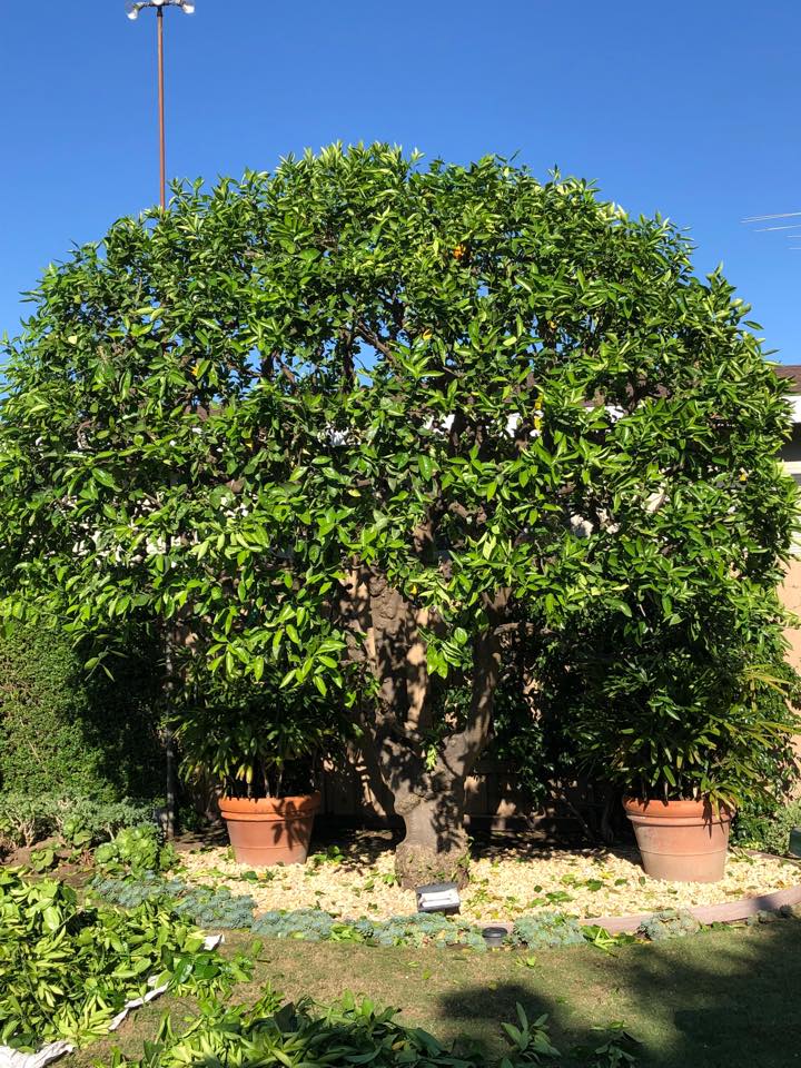 Green Essence Tree And Landscape Inc - Top Rated Tree Services - Los ...