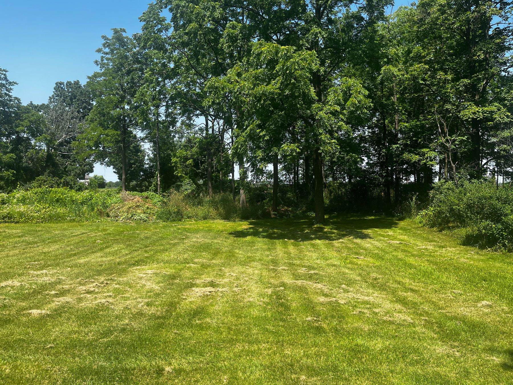 Oakvillegreen Conservation Association | Mini Forests