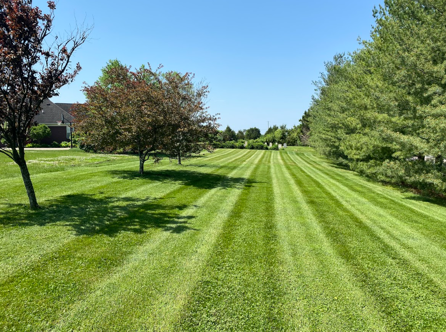 Lawn Care - Louisville, KY - Wayne's Lawn Services
