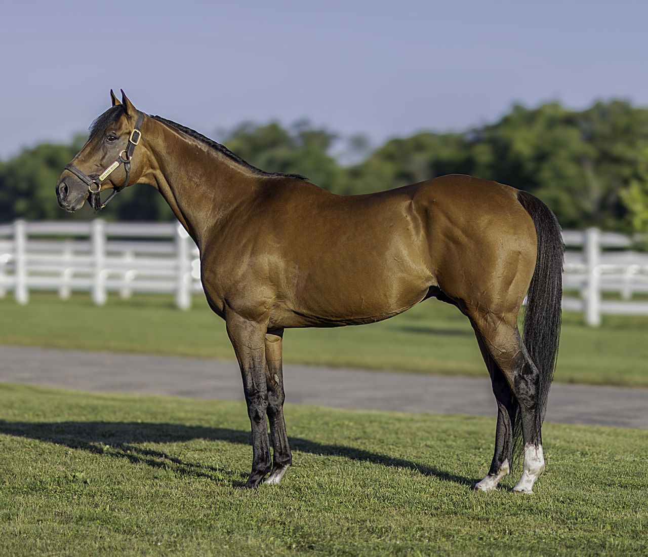 Thoroughbred Breeding | Buckeye Stallion Station | OH
