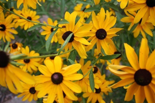 Sustainable Landscaping & Native Plants Madison, WI | Formecology
