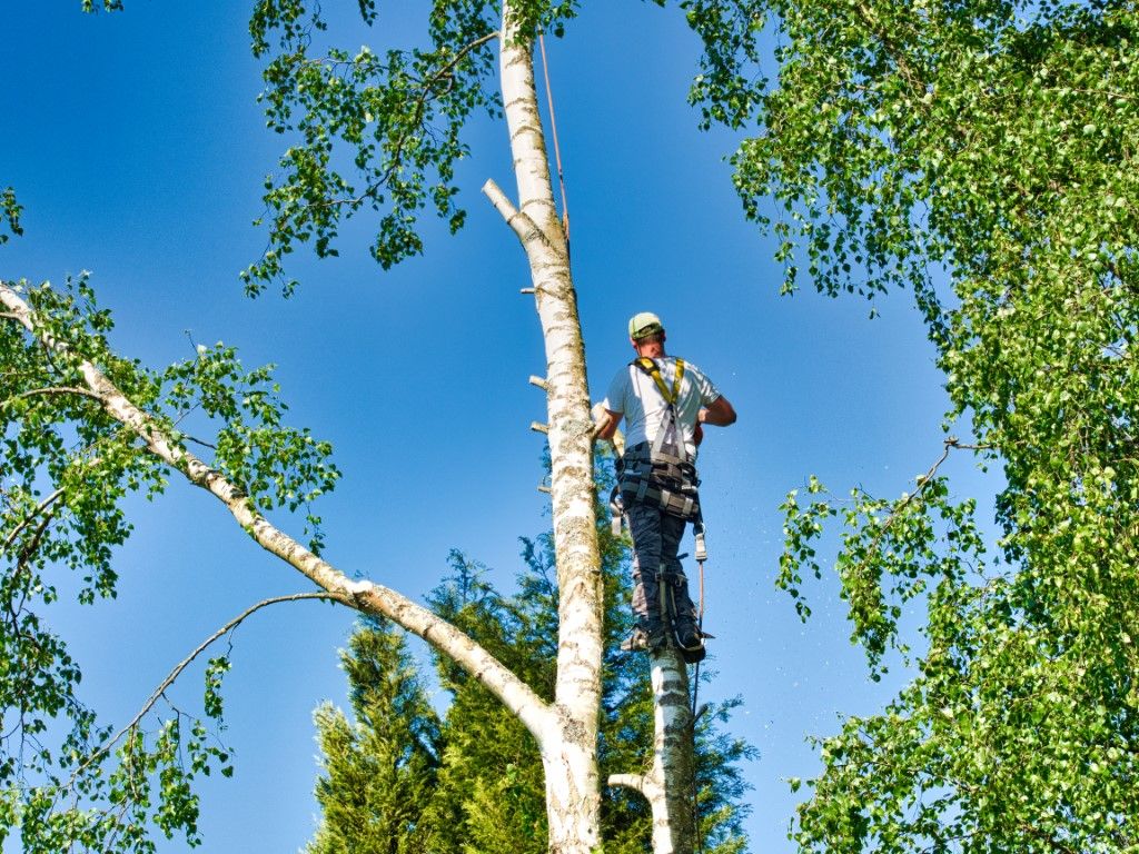 Tree Removal in Avon, CT | Tree Service | 860-969-2510