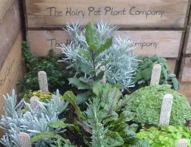 Kirton Farm Nurseries Ltd home of the Hairy Pot Plant Co