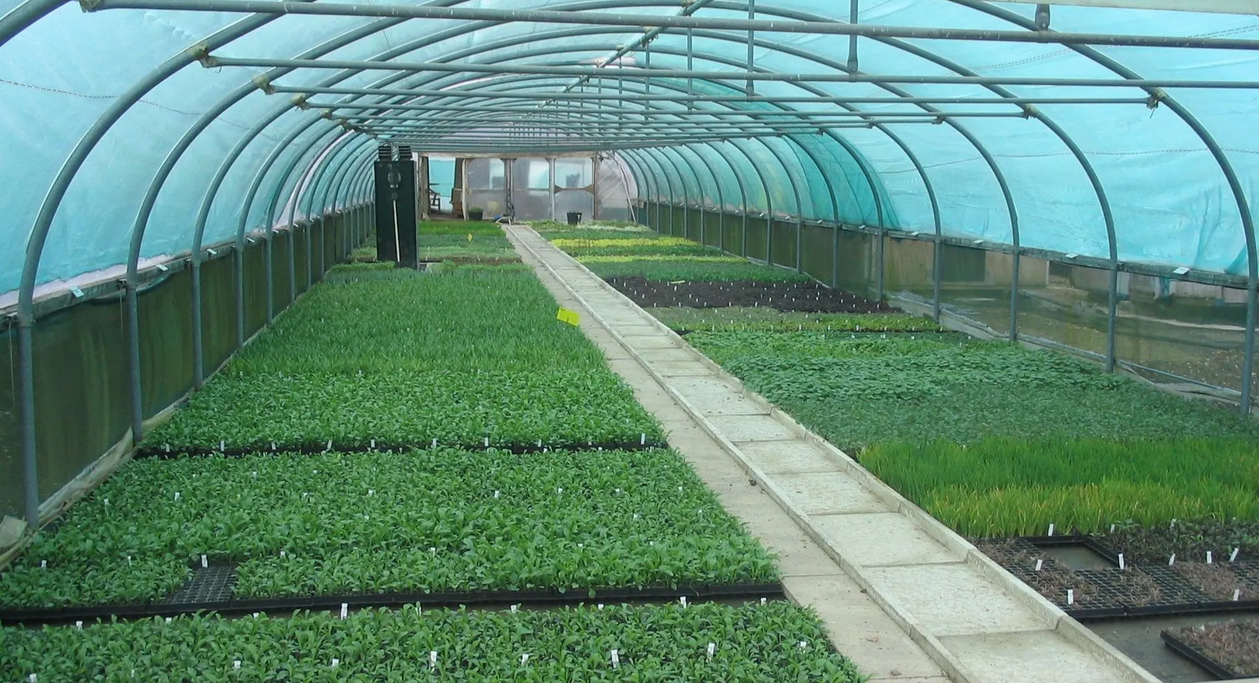 Kirton Farm Nurseries Ltd home of the Hairy Pot Plant Co