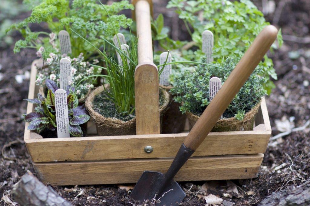 Kirton Farm Nurseries Ltd home of the Hairy Pot Plant Co