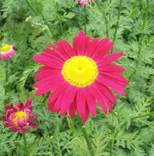 Kirton Farm Nurseries Ltd home of the Hairy Pot Plant Co