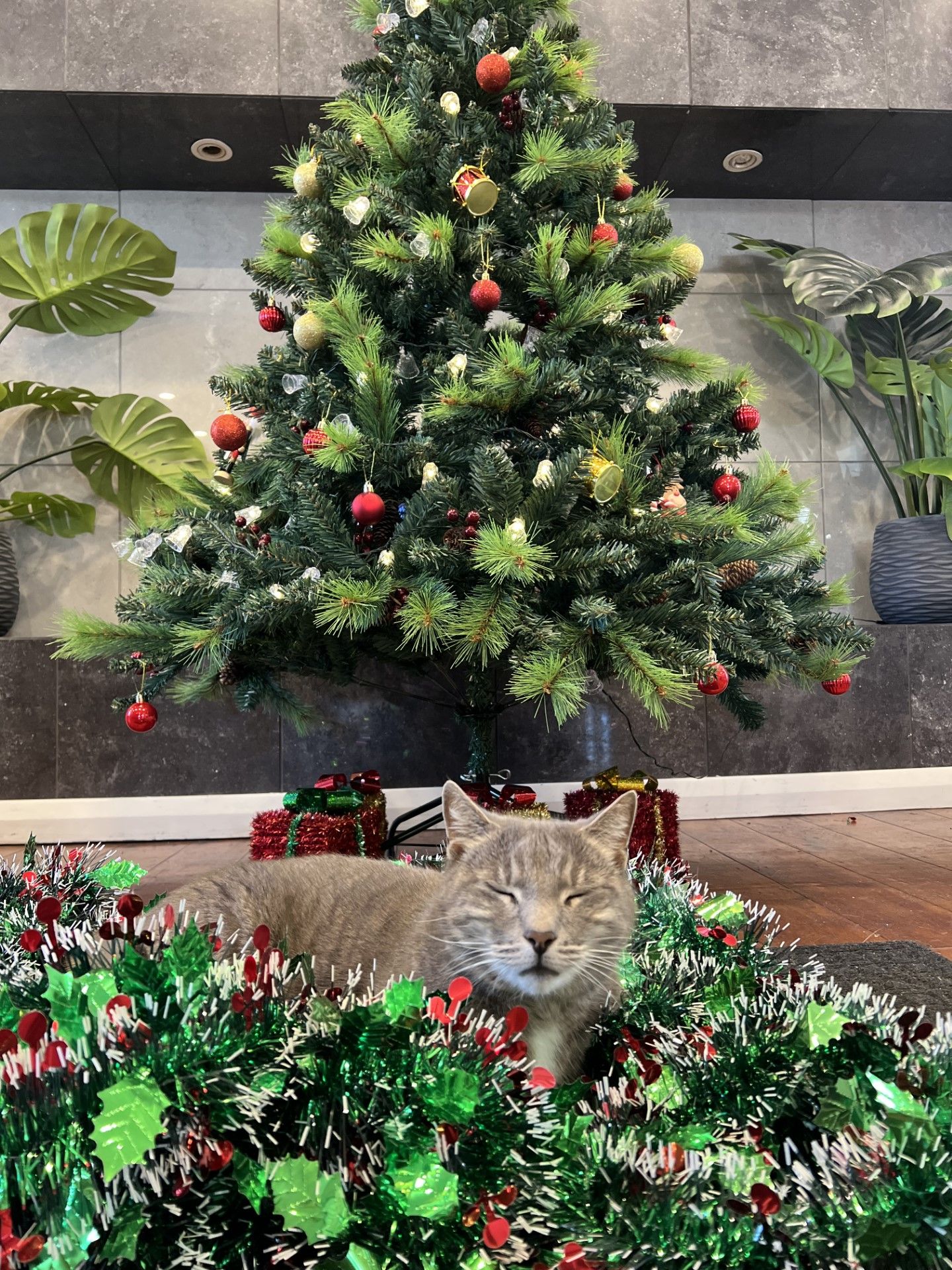 The Clive Hotel | Historic Pub & Restaurant | Clive, Hawke's Bay