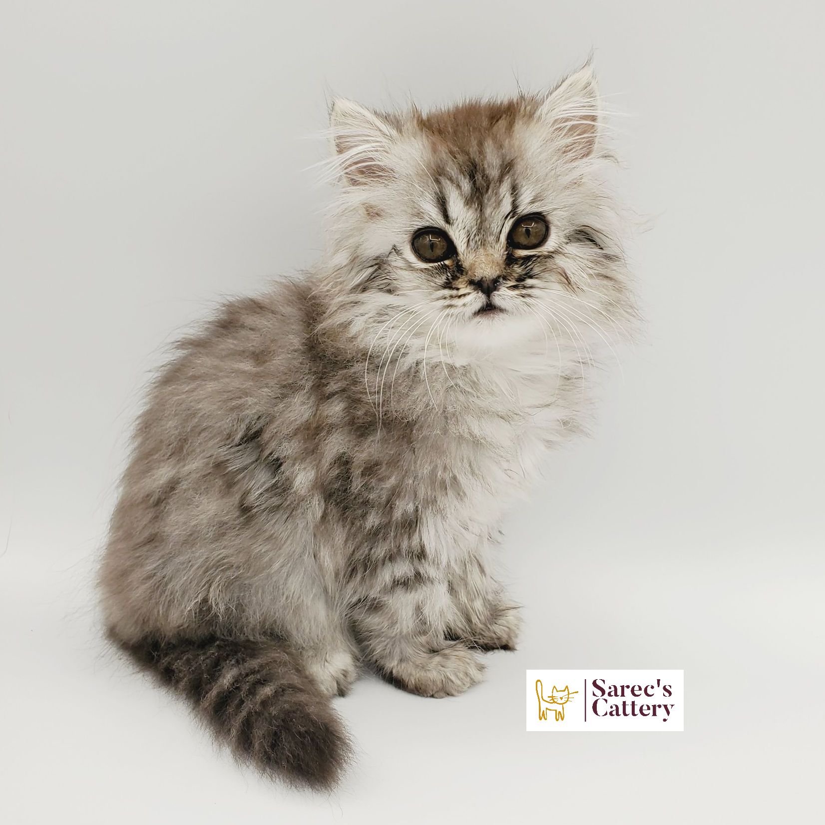 Sphynx, Maine Coon, Munchkin & Persian Kittens for Adoption