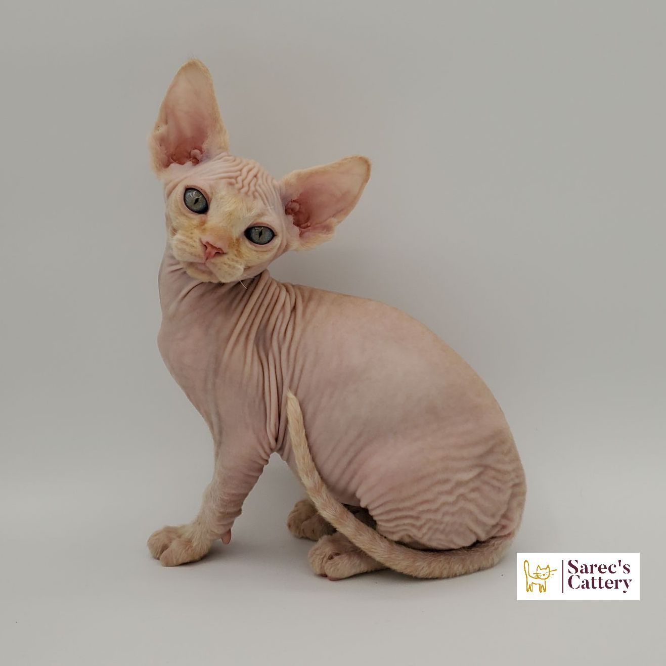 Sphynx, Maine Coon, Munchkin & Persian Kittens for Sale