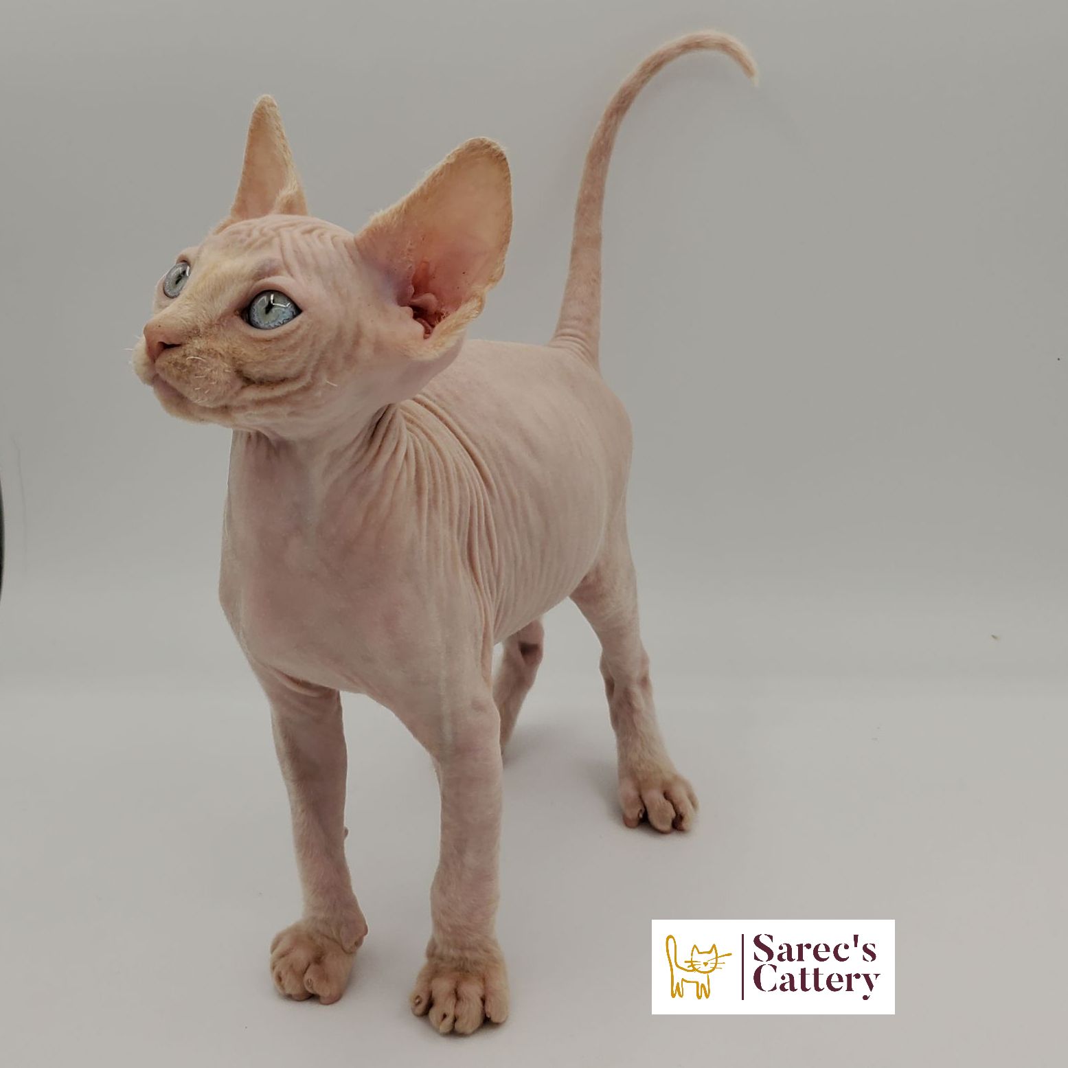 Sphynx, Maine Coon, Munchkin & Persian Kittens for Adoption