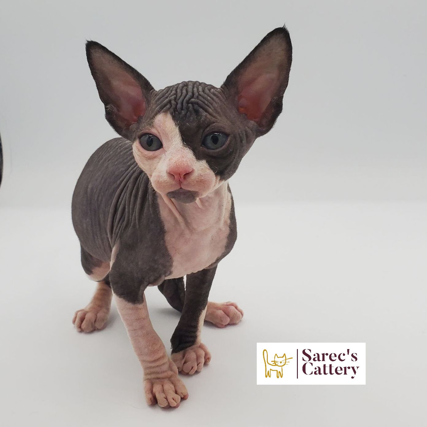 Elf Sphynx: Malibu and Kobe April 2025 Litter