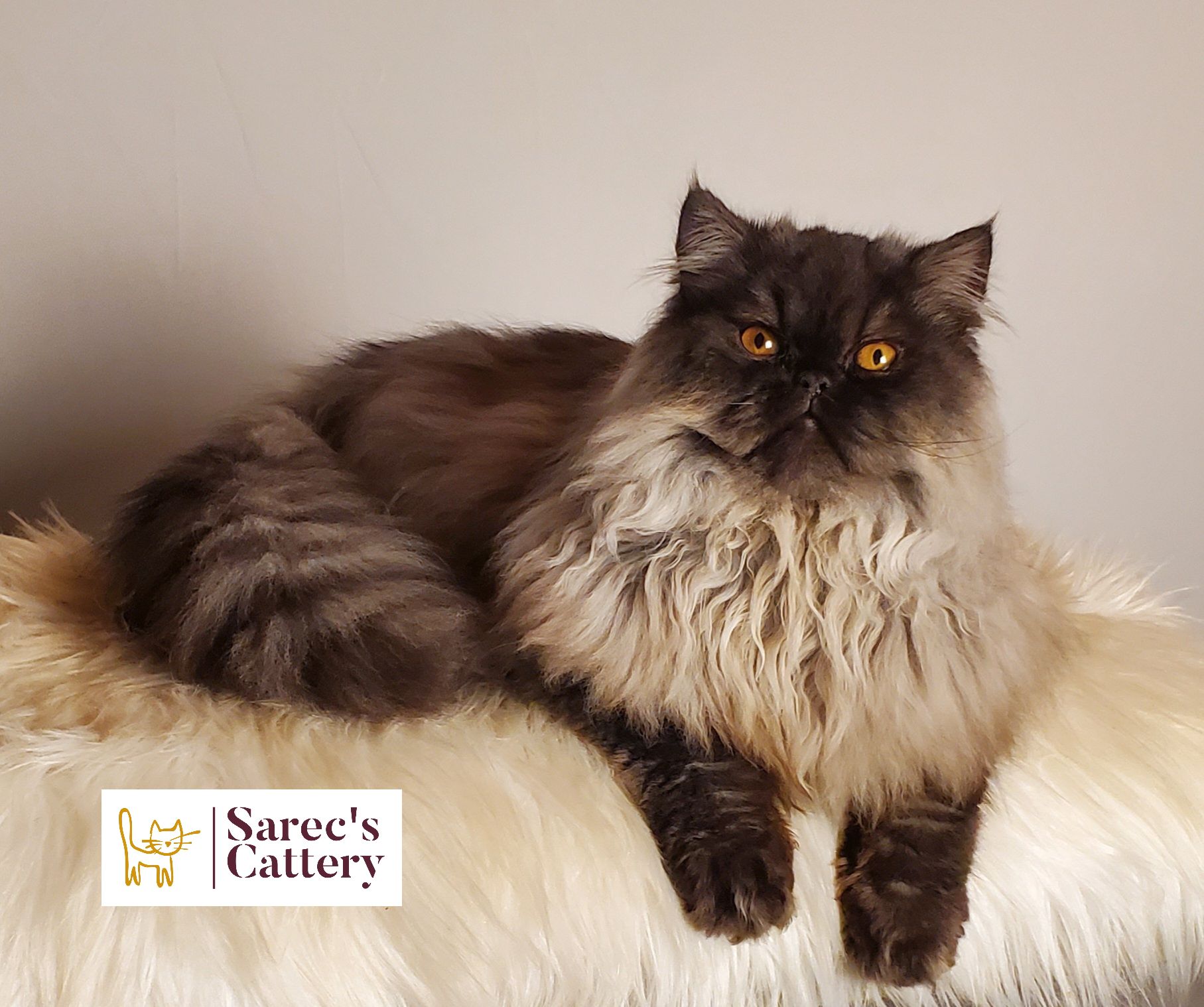 Sphynx, Munchkin & Persian Kittens for Adoption