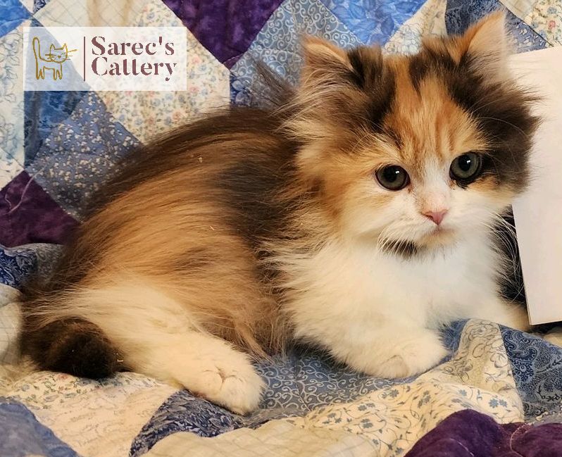 Kitten Picture Gallery, including Bloopers!
