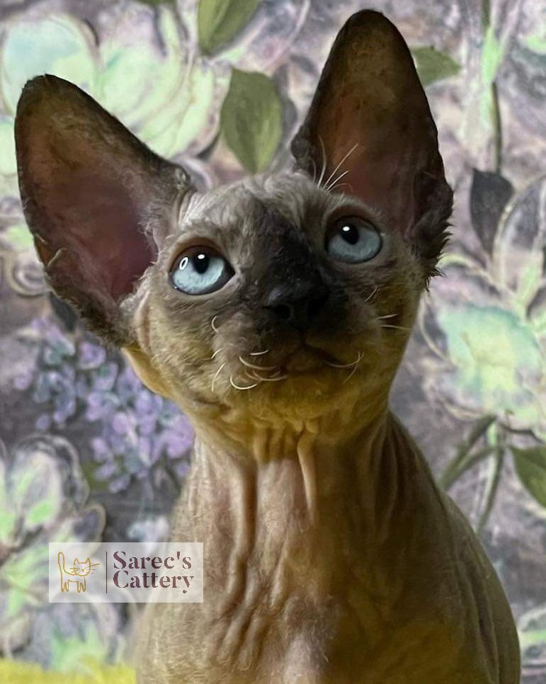 Sarec's Cattery - Meet our Queens and Sires