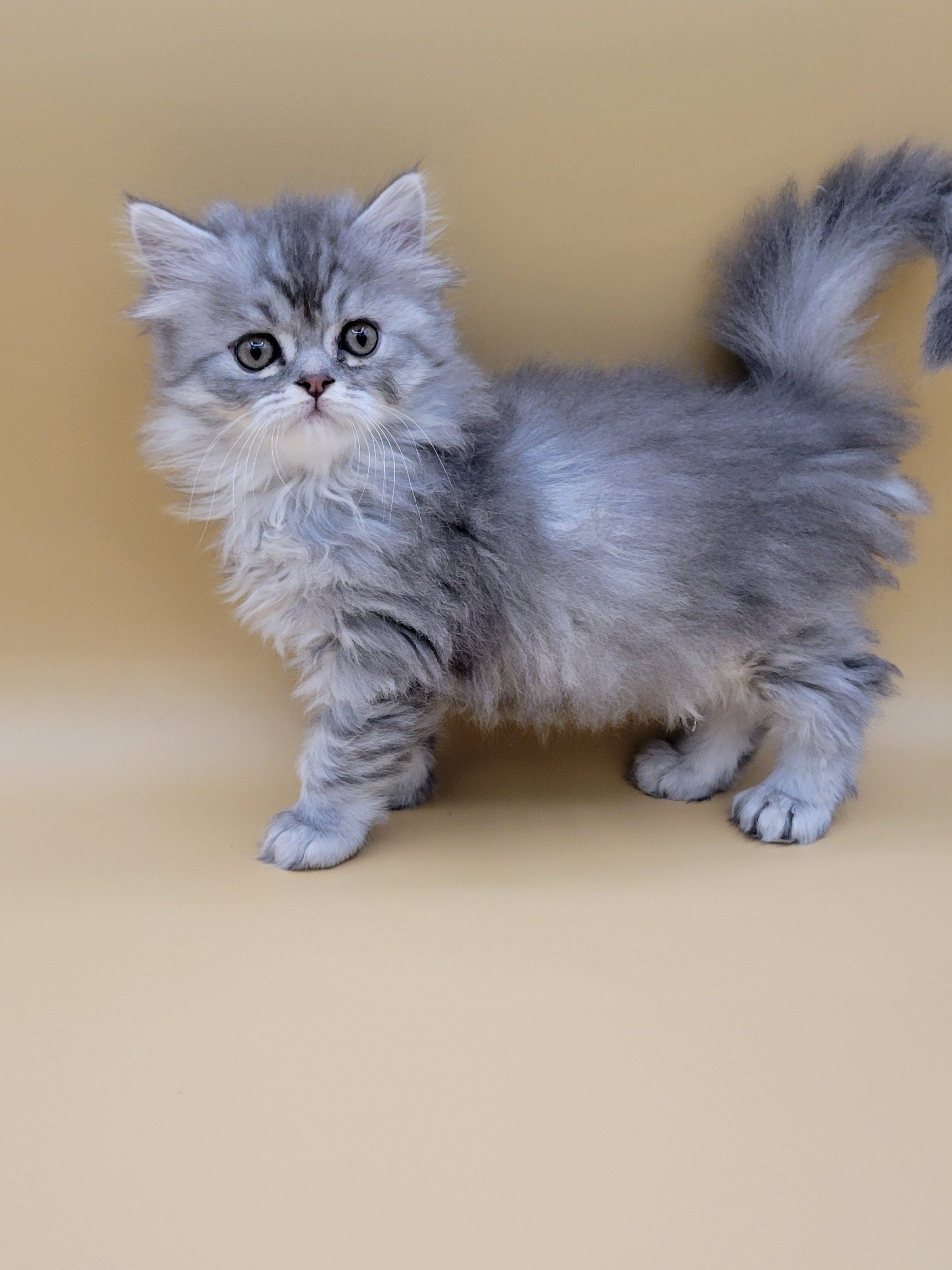 Sarec's Cattery - Available Kittens (Sphynx, Munchkin and Persian)