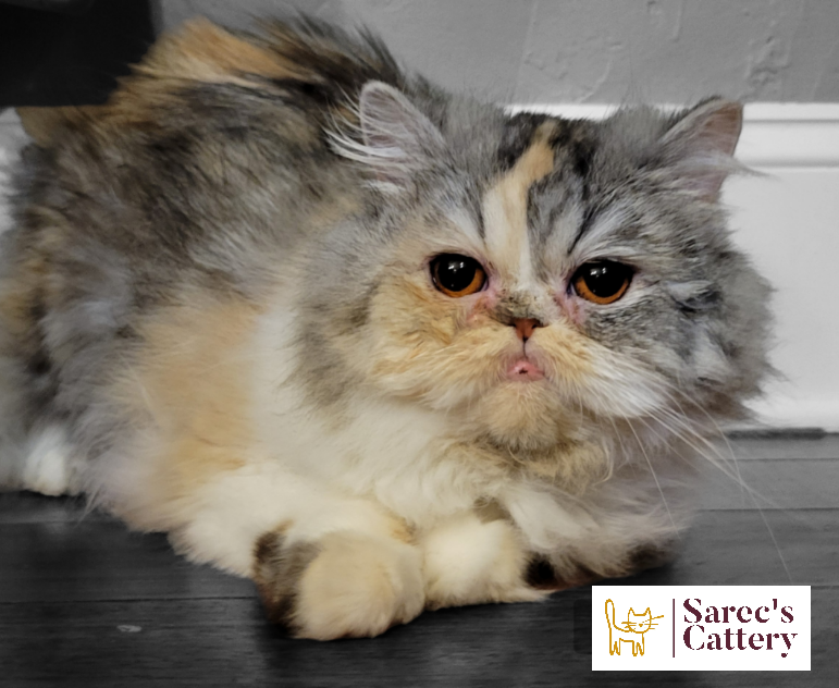 Sarec's Cattery - Available Kittens (Sphynx, Munchkin and Persian)