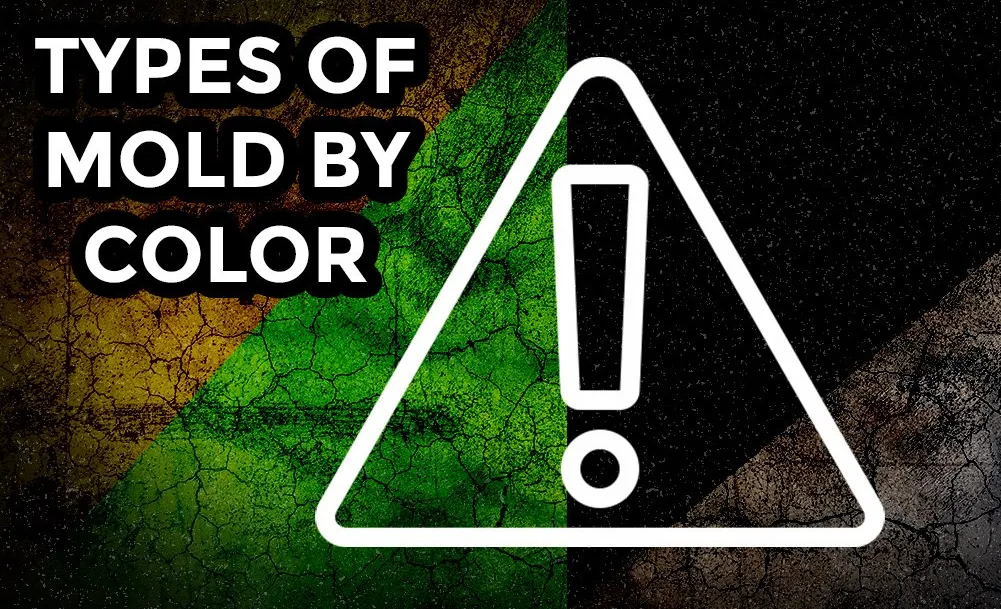 A Detailed Guide into the Types of Mold and How to Remove Them