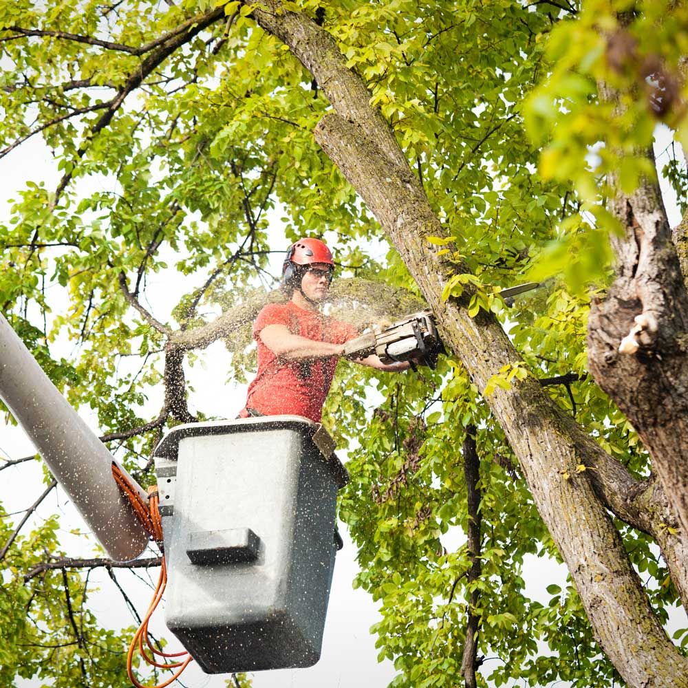 Tree Services | Marietta, GA | Ace Tree Surgery Inc.