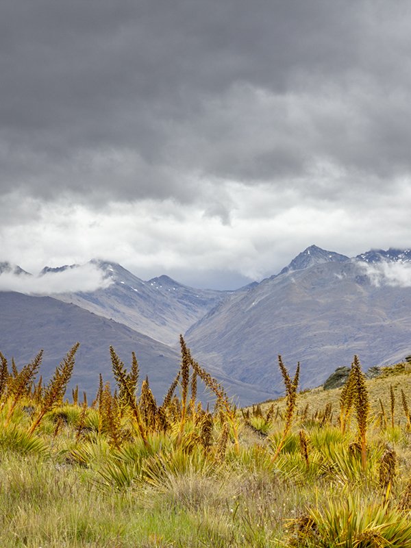 Private guided Old Man Range Kopuwai 4WD passenger tour