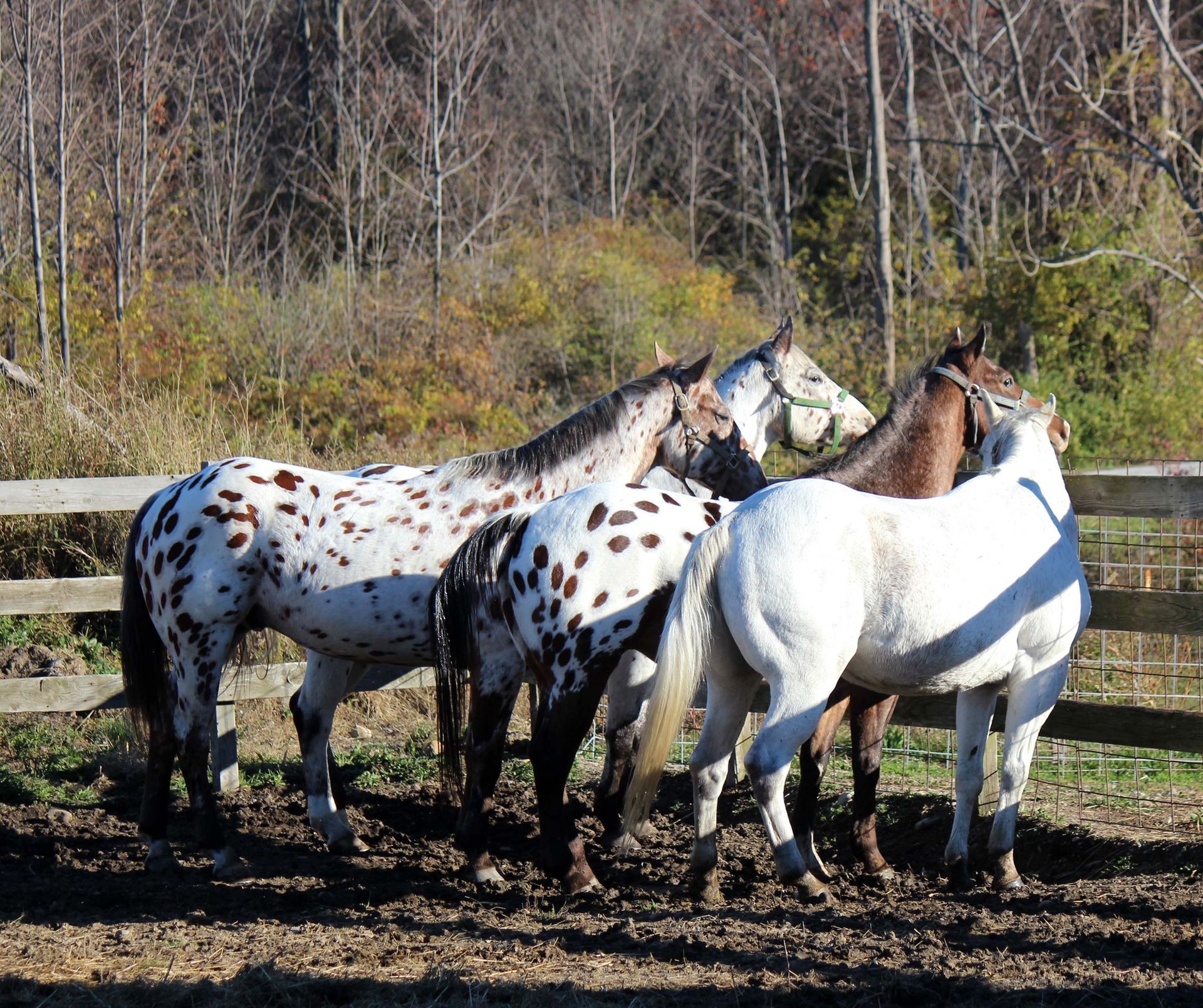 Rules & FAQs | Double DAB Horseback Riding Ripley NY