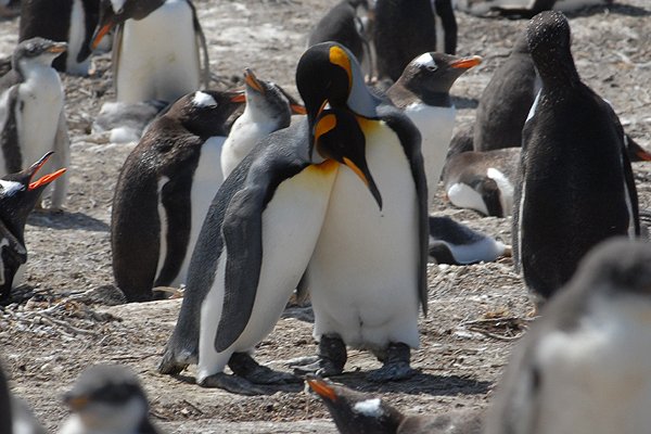 Falkland Islands Photography: Penguin photos, Stanley photos