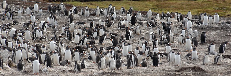 Falkland Islands Photography: Penguin photos, Stanley photos