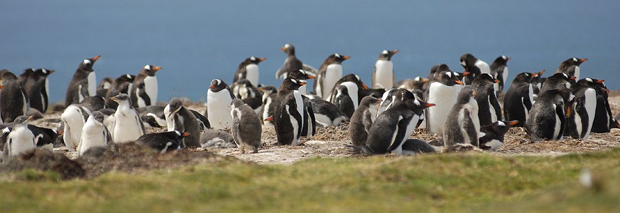 Falkland Islands Photography: Penguin photos, Stanley photos