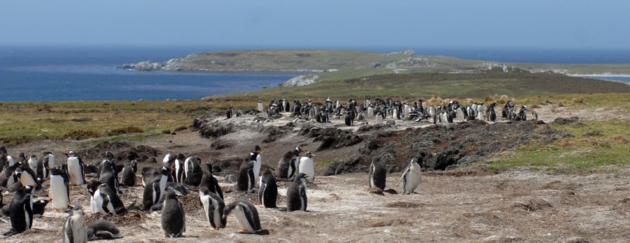 Falkland Islands Photography: Penguin photos, Stanley photos