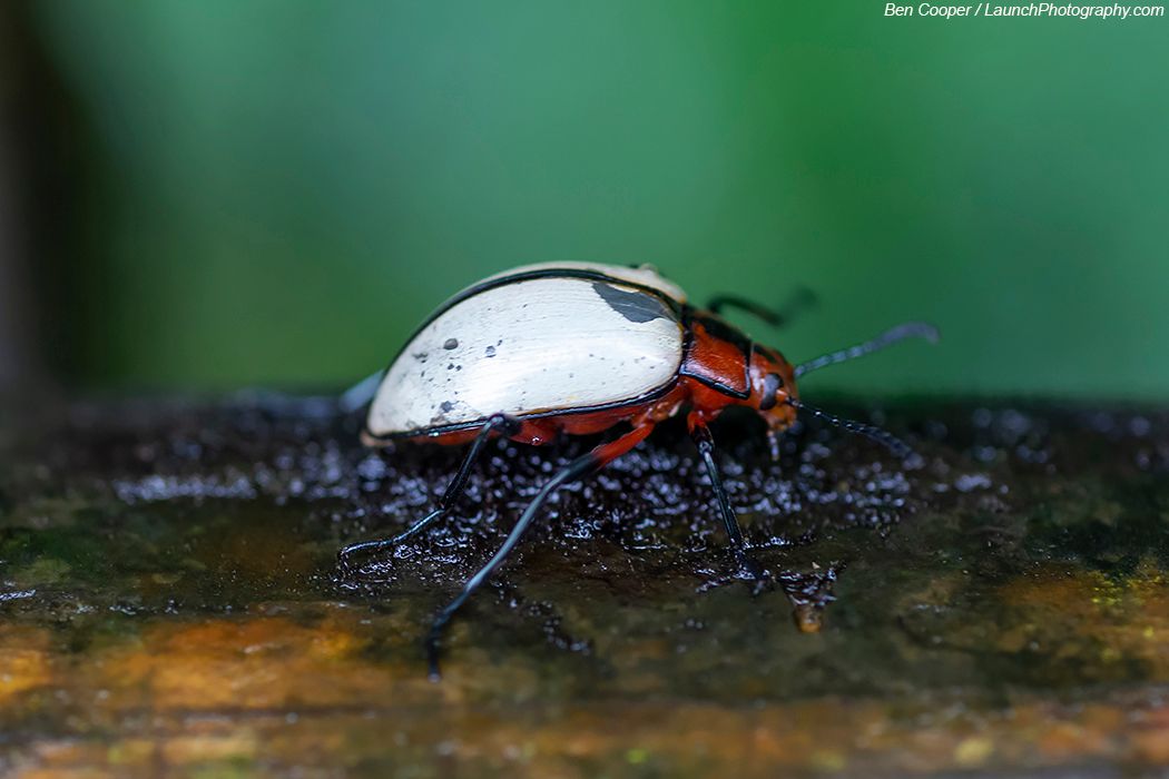 Argentina Photography: Iguazu Falls photos, butterfly photos