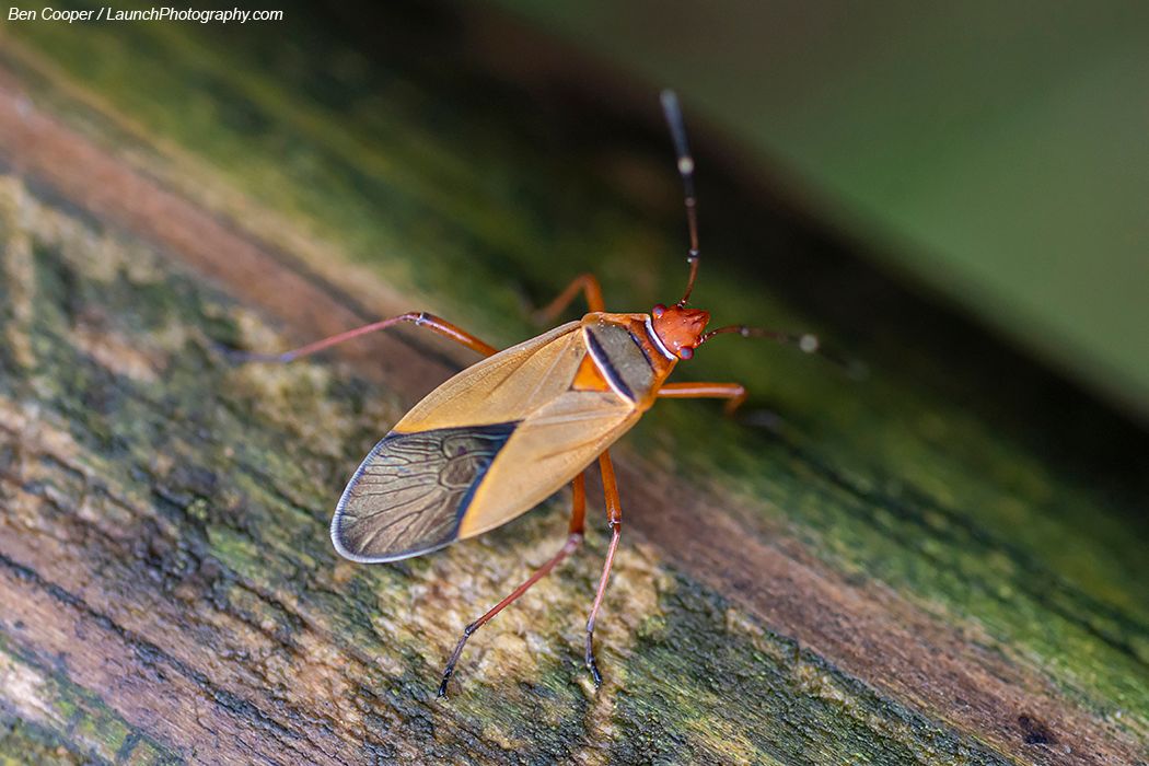 Argentina Photography: Iguazu Falls photos, butterfly photos