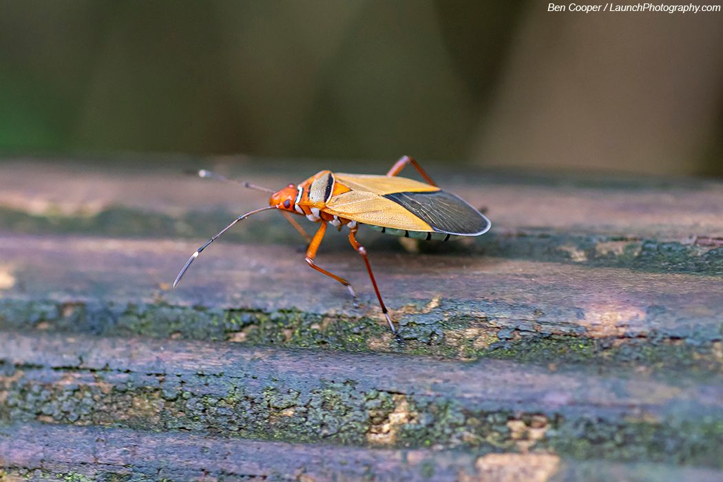 Argentina Photography: Iguazu Falls photos, butterfly photos