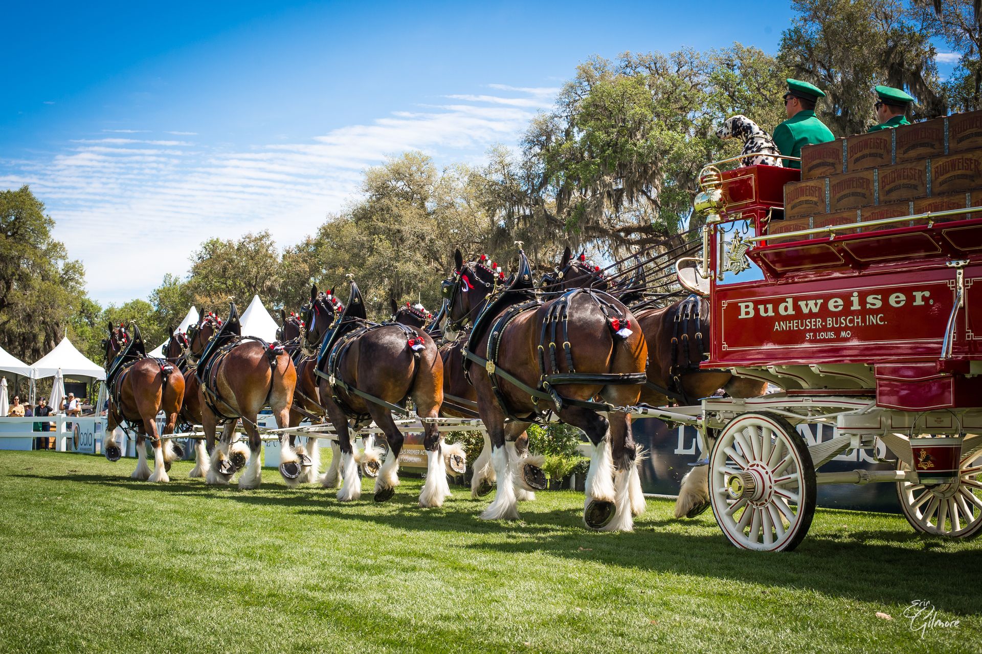 Press Release: Budweiser Clydesdales Return to LOI 2025