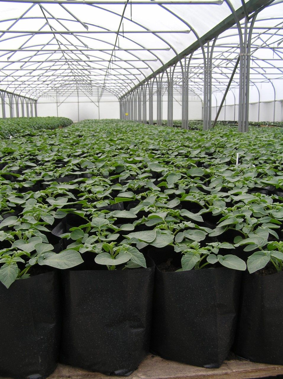 Polythene plant pots made from recycled polythene by Hadopots