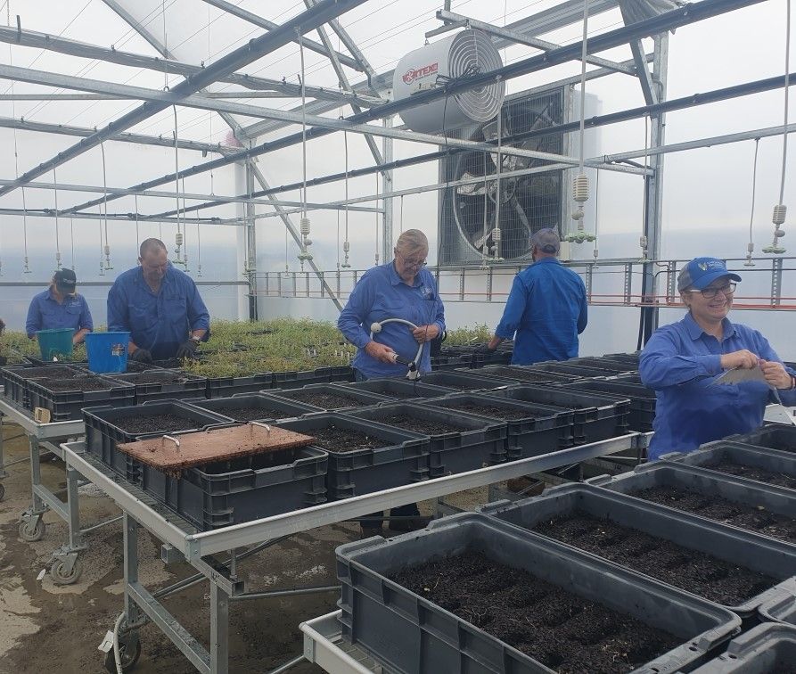 Chickpea Breeding Australia | Chickpea Management in Tamworth